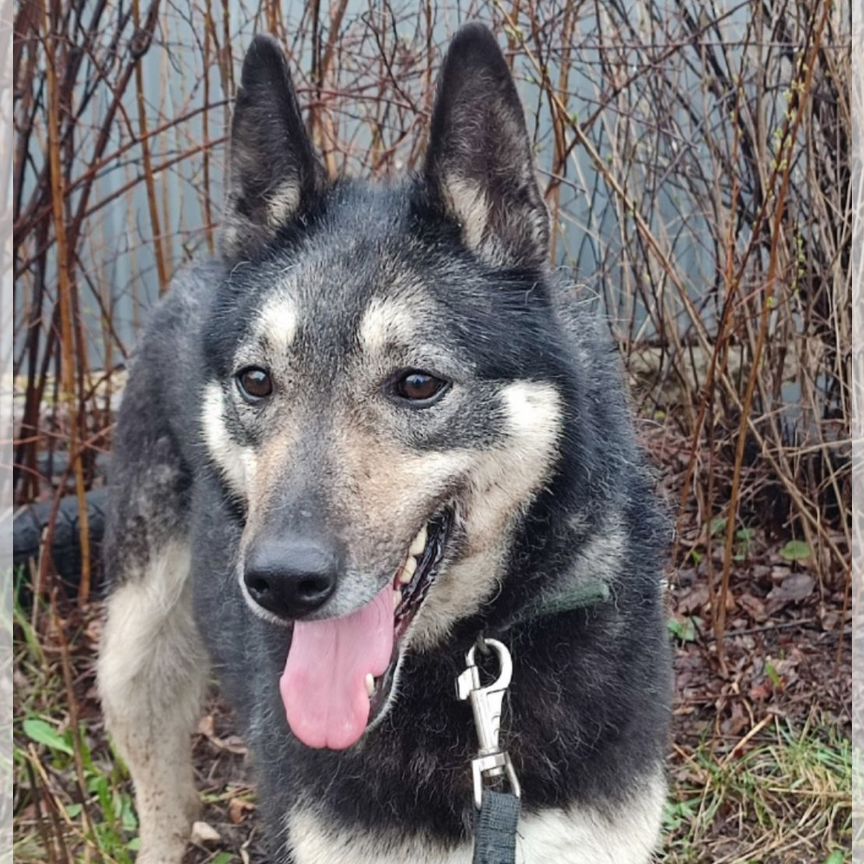 Взрослая собака в добрые руки