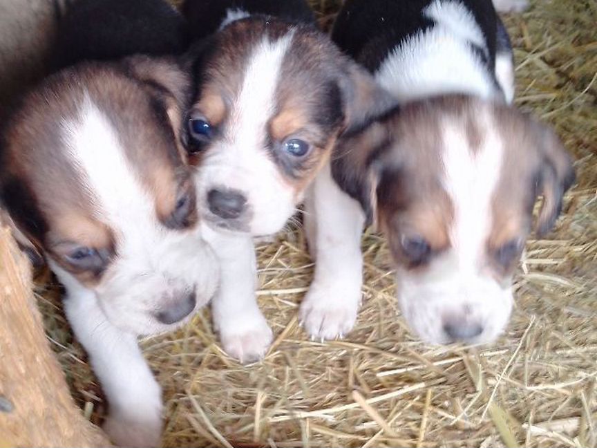 Щенки породой Истонская гончая, одномесечные щенки