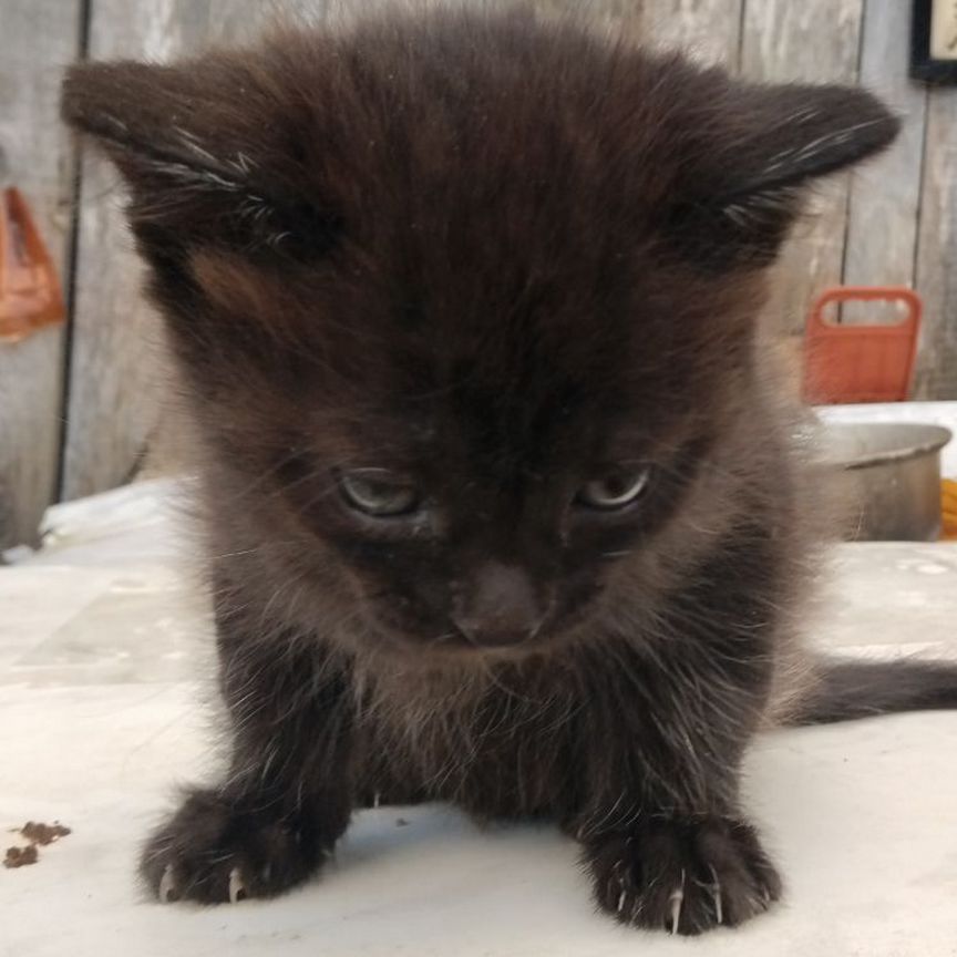 Котенок