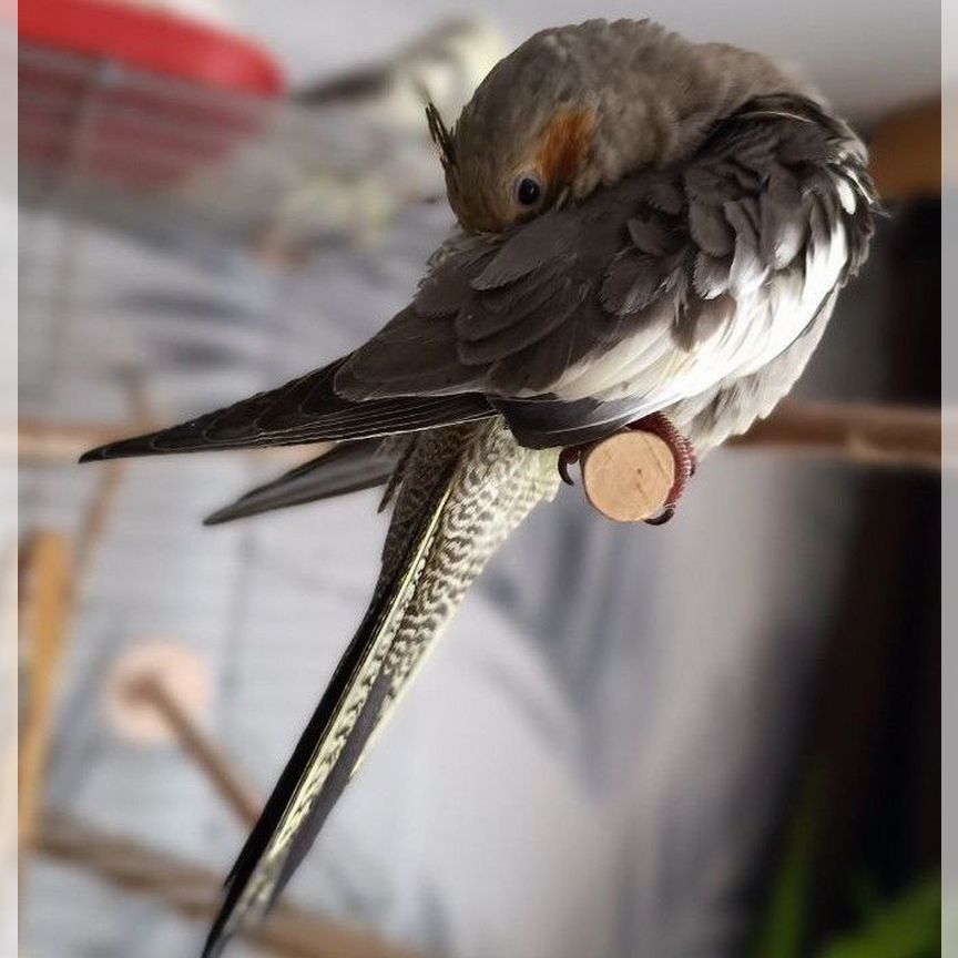 Попугай корелла птенец