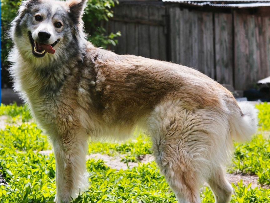 Красавец-пес, хороший охранник