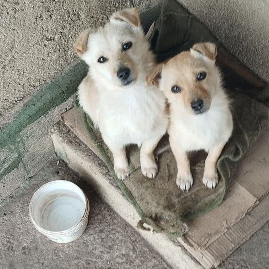 Щенки маленькая порода в добрые руки