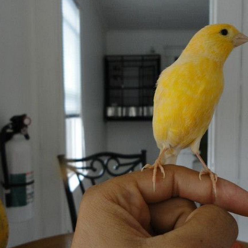 Продаю кенаров и канареек