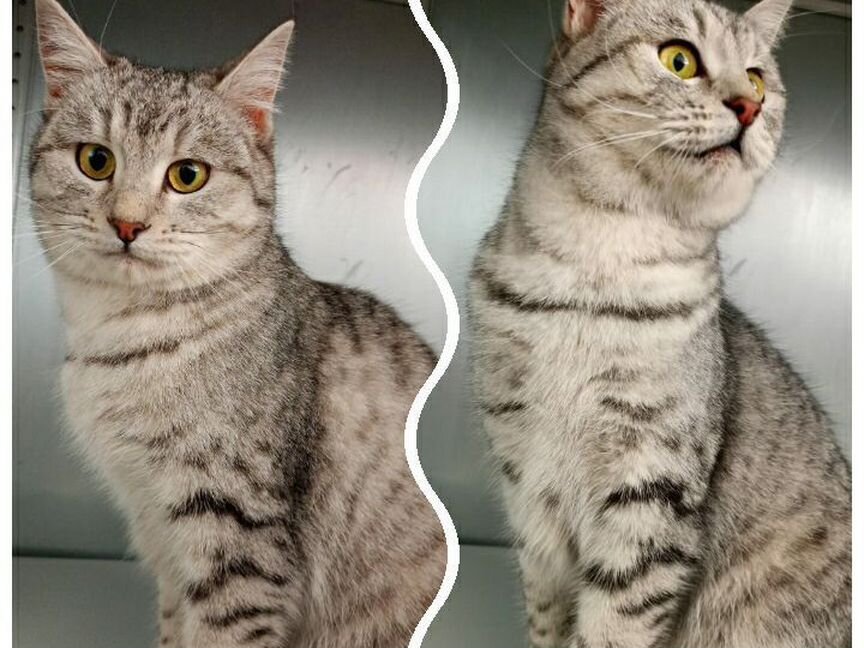 Кошки в добрые руки