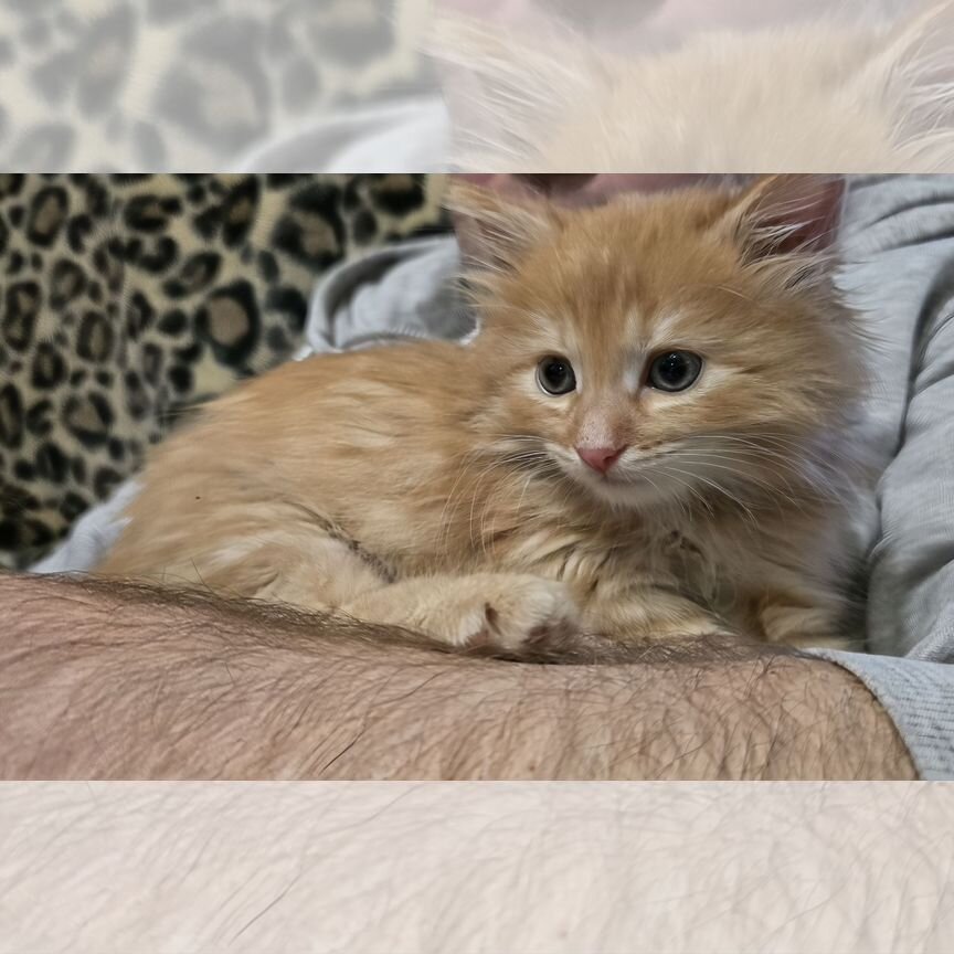 Сибирский котёнок