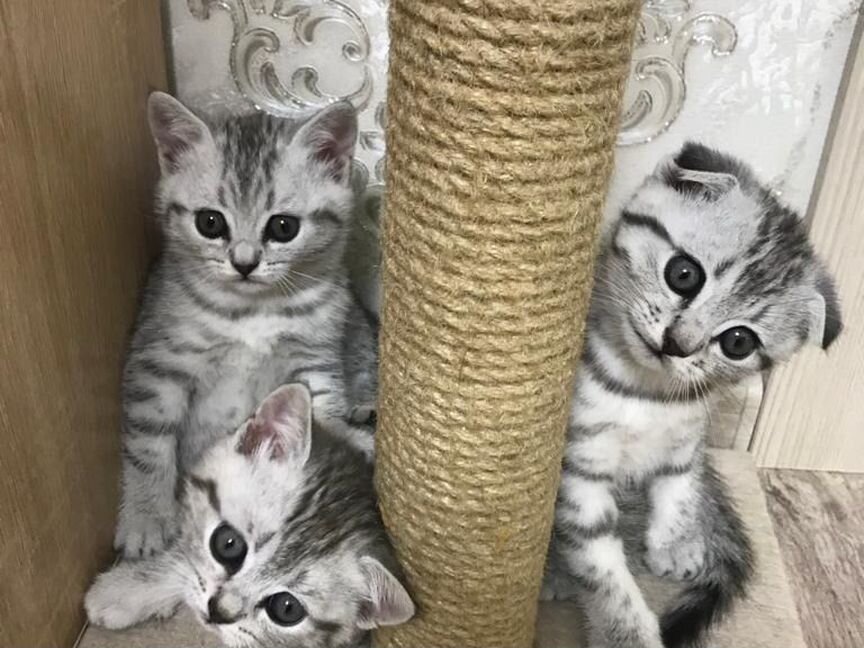 Шотландские вислоухие котята