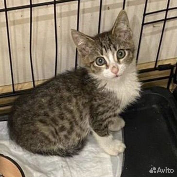 Котеночек в дар