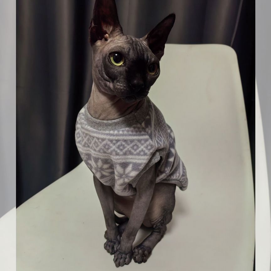 Канадский сфинкс, взрослый кот