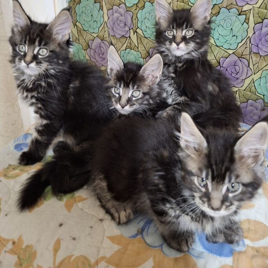 Мейн-кун котёнок