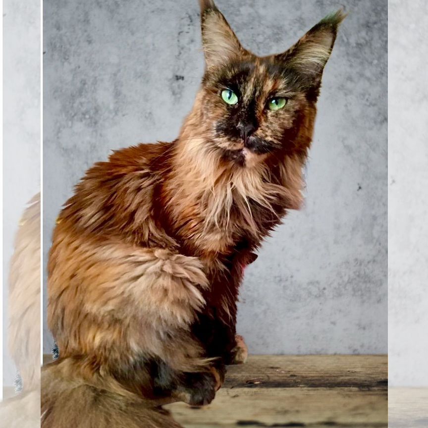 Мейн-кун, взрослая кошка