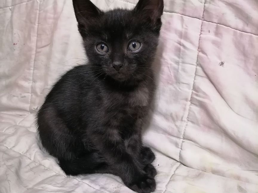 Котята в новую семью