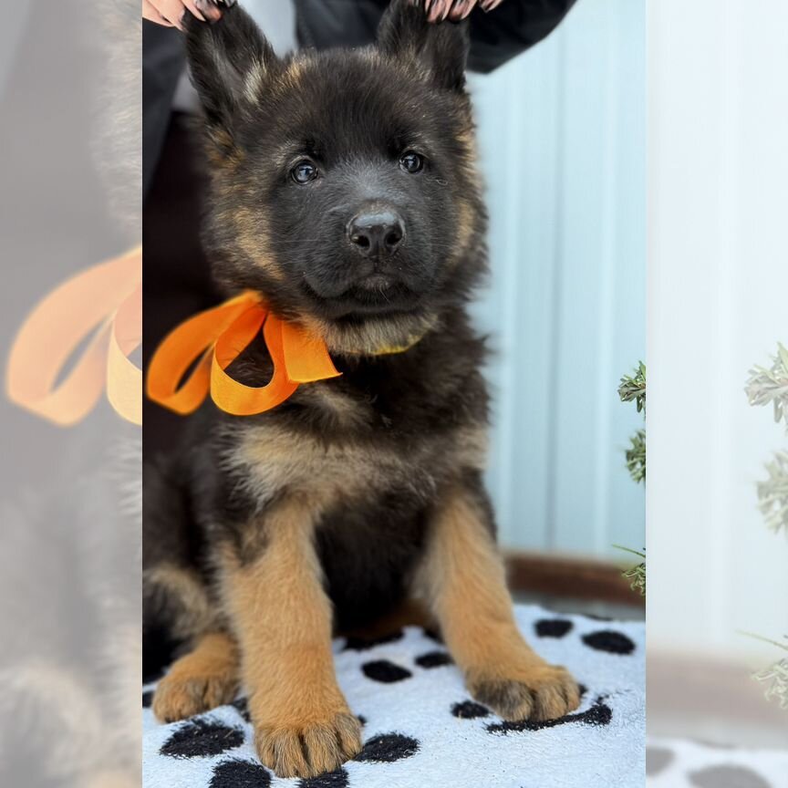 Немецкая овчарка, щенок