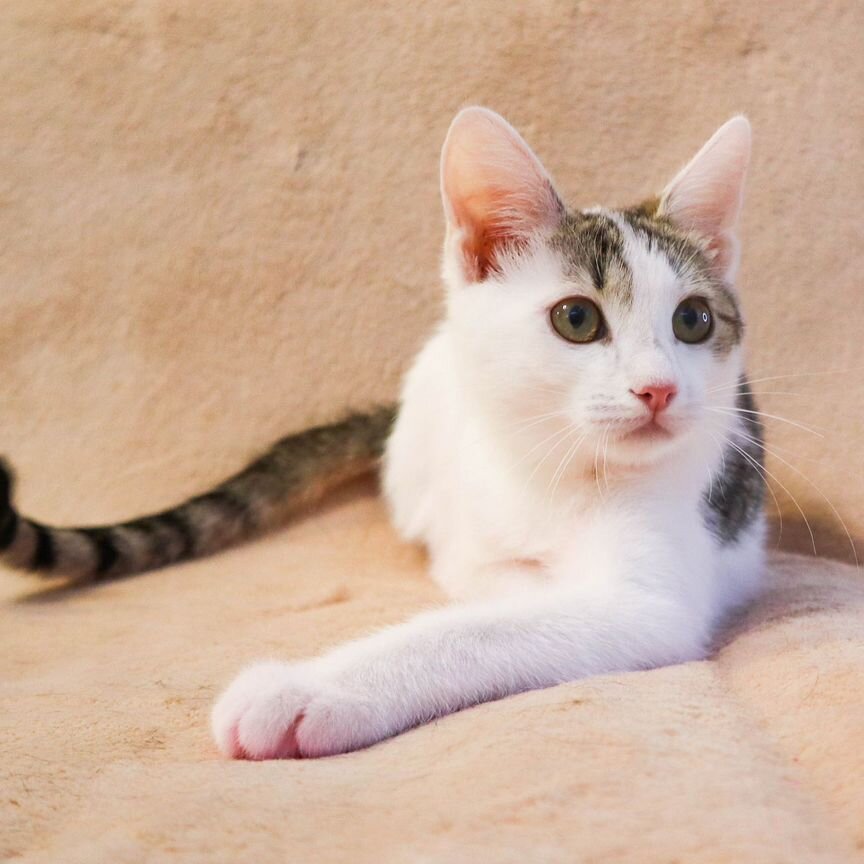 Кошечка Флешка - милая игривая красавица