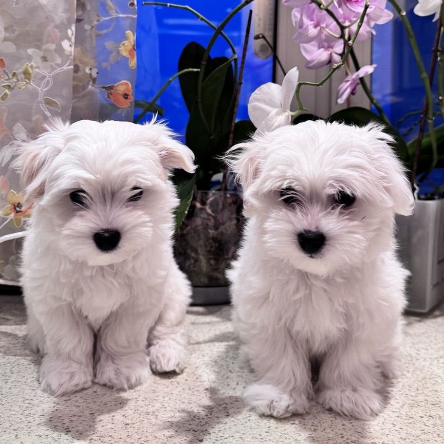 Мальтийская болонка, щенок