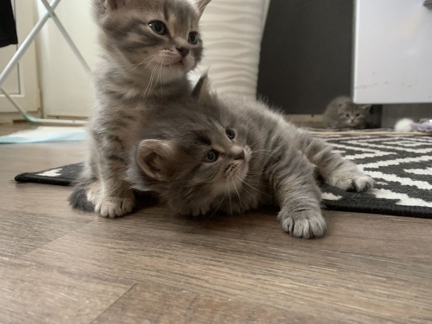 Котята Прямоухие Шатланские