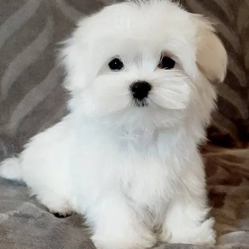 Щенки Мальтезе