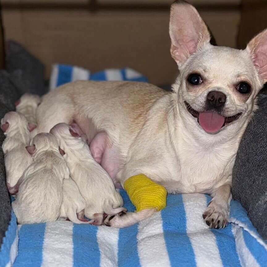 Чихуахуа, щенок