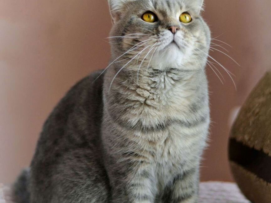 Кот Счастливчик