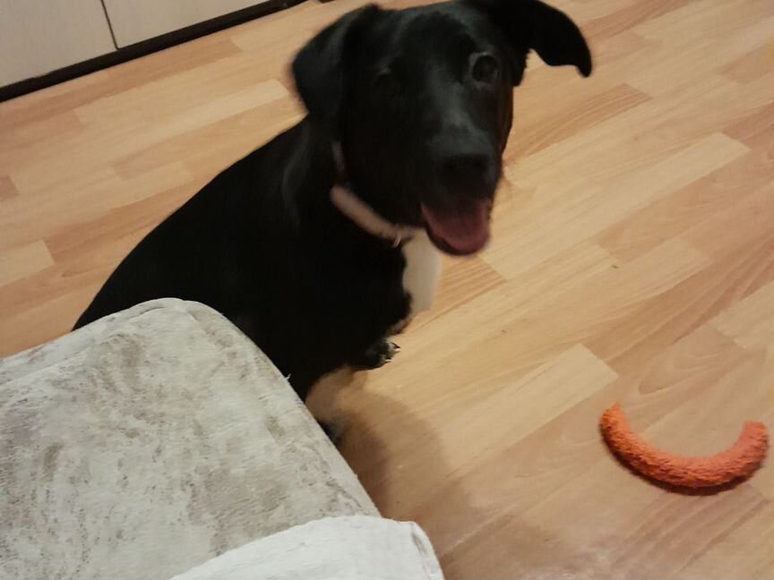 Щенок лабрадора 5 месяцев