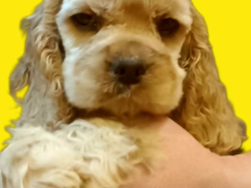 Щенки Американский кокер спаниель