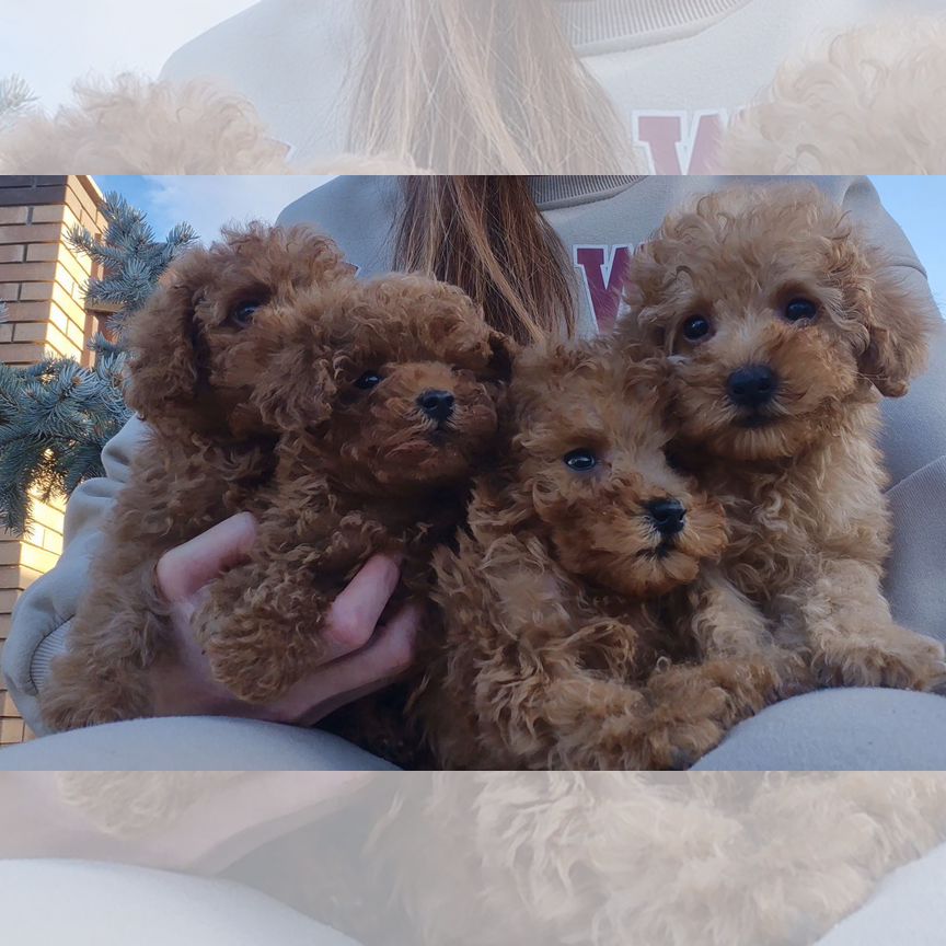 Той-пудель, щенок