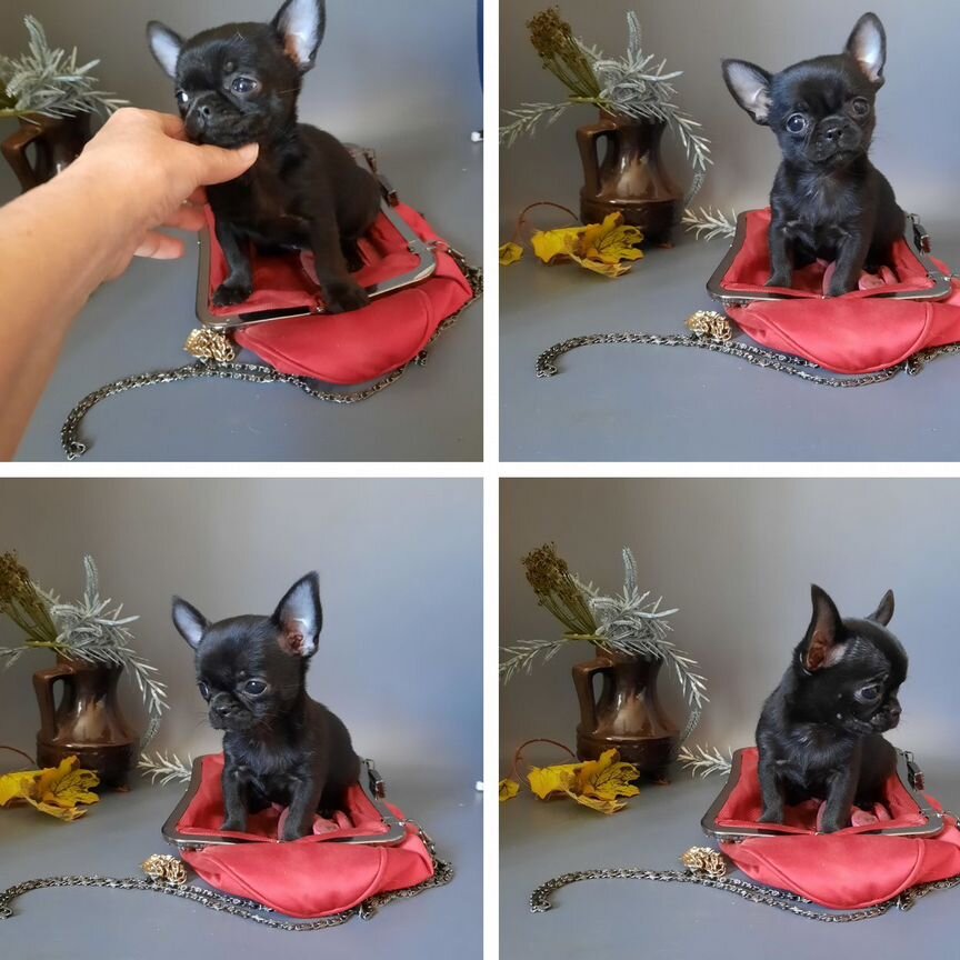 Чихуахуа, щенок