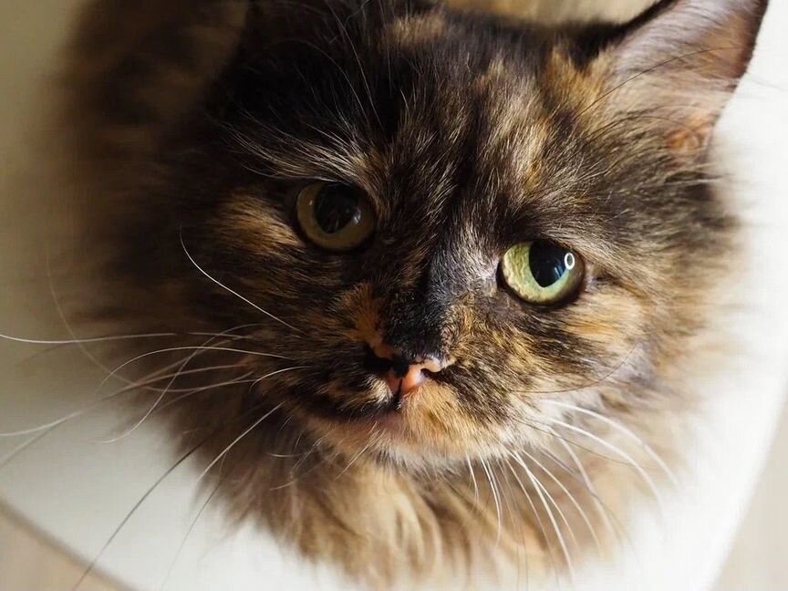 Кошечка Кнопа