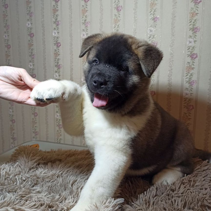 Щенок Американской акиты