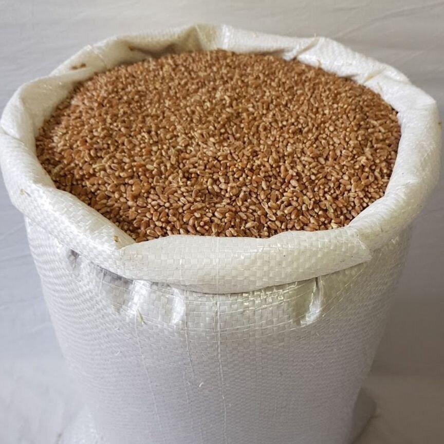 Продам зерно пшеницы в мешках