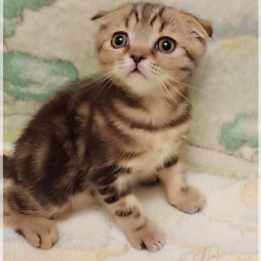 Шотландский вислоухий короткошёрстный котёнок