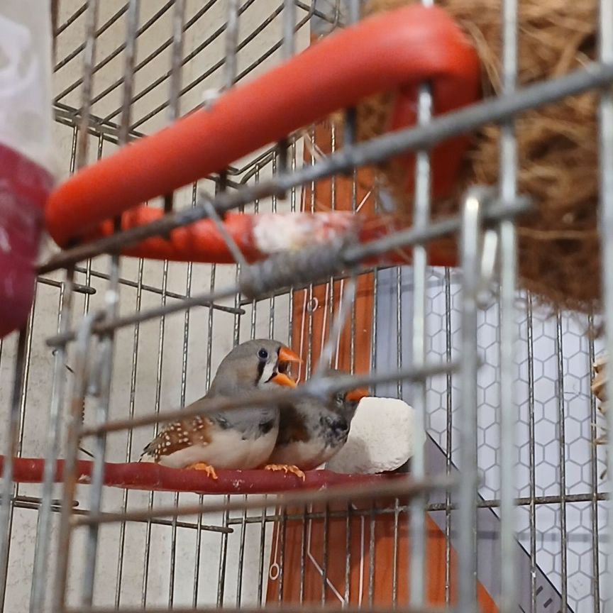 Амадины самец