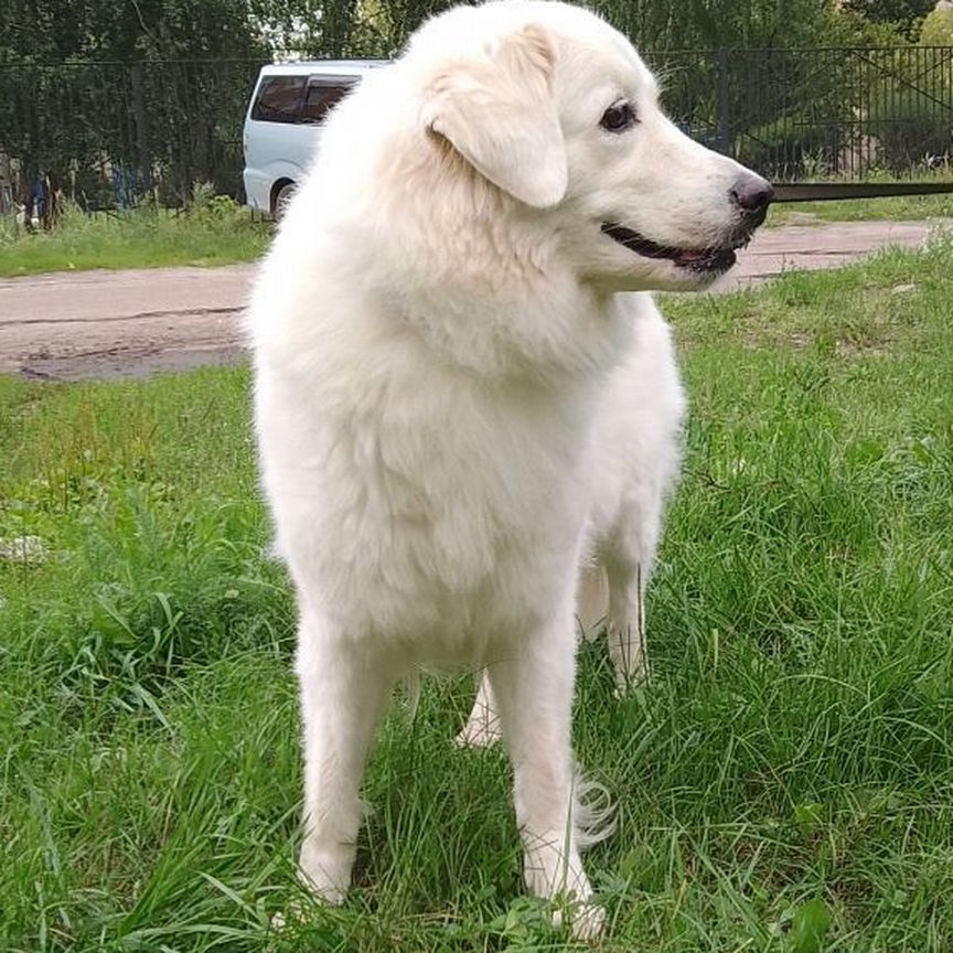 Словацкий чувач, сука