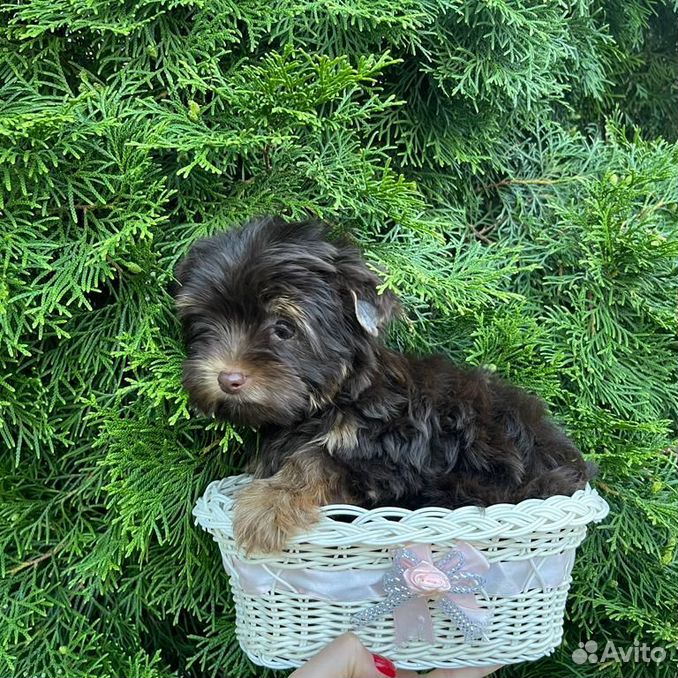 Шоколадка с подпалом миничка