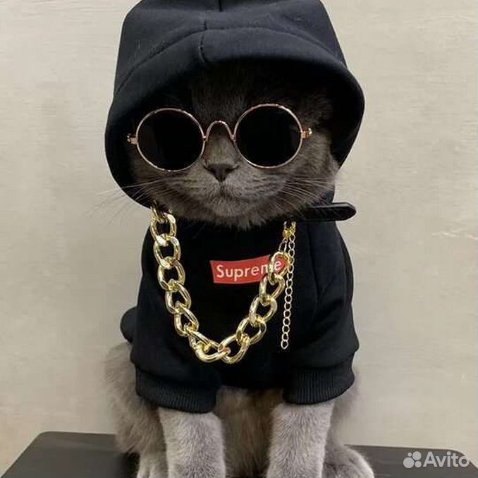 Крутой кот продаётся