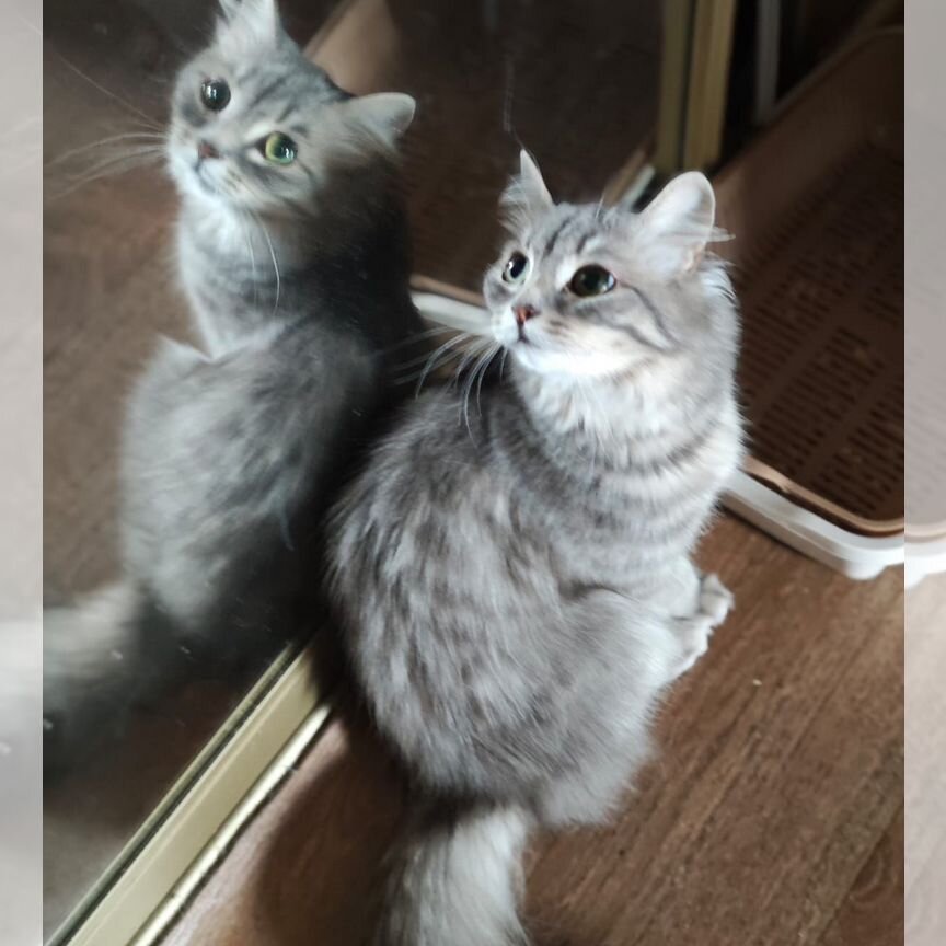 Красивый котенок девочка (8-9 мес)