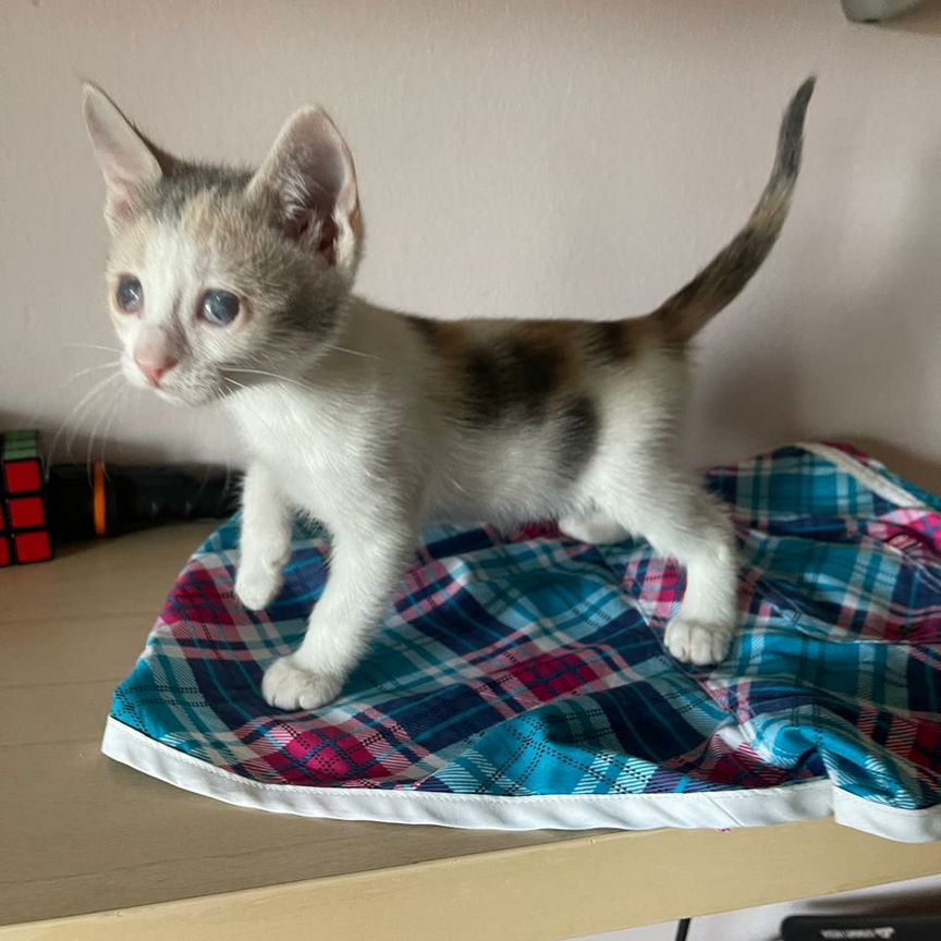 Бездомный котёнок в добрые руки