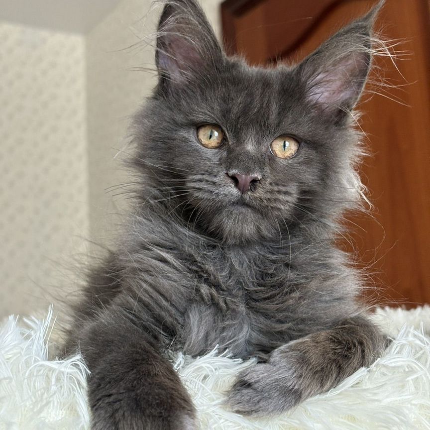 Кот мейн кун