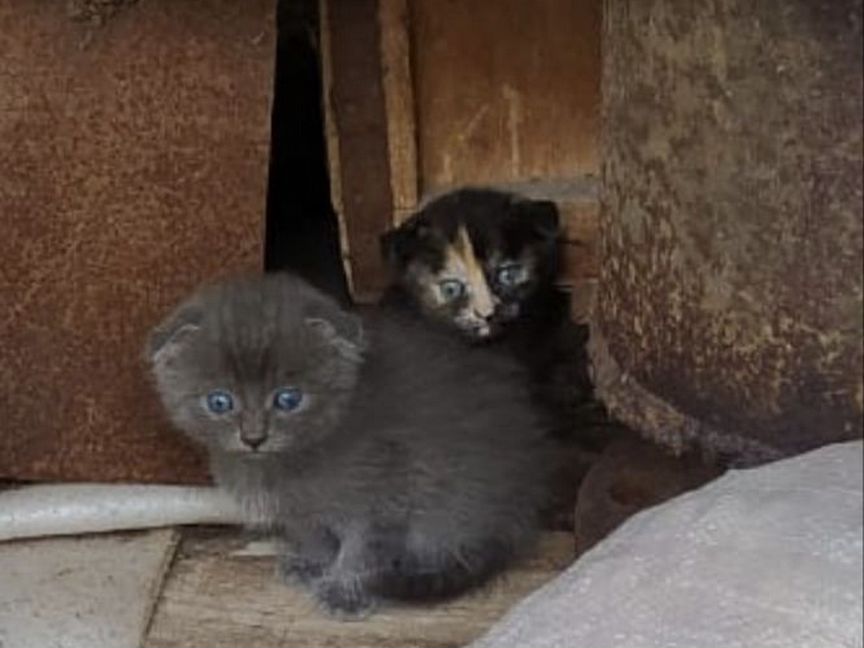 Котята выживают