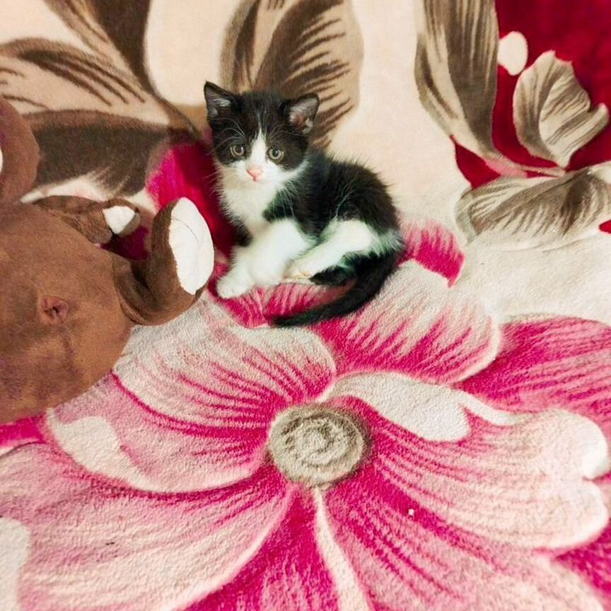 Милые котята