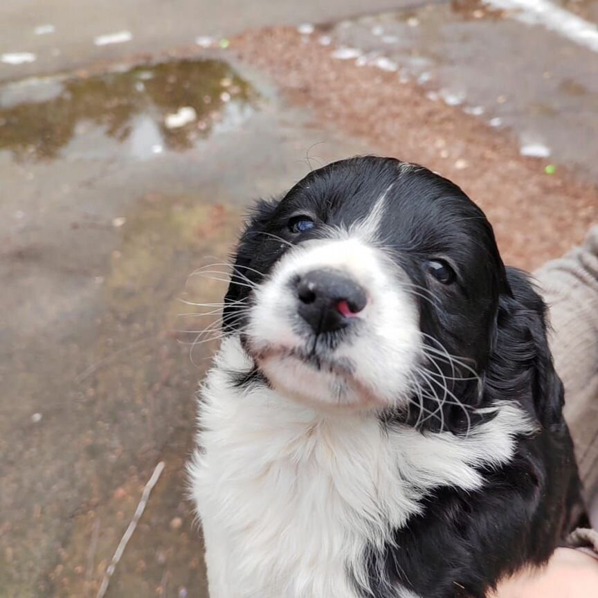 Домашние животные собаки