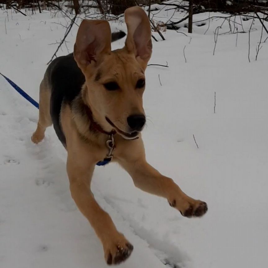 Щенок в добрые руки