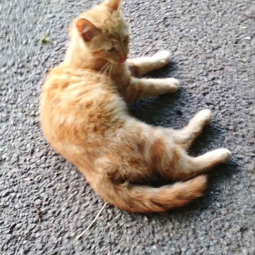 Отдам в добрые руки котенка