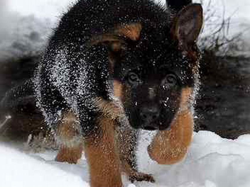 Немецкие овчарки -отличные щенки