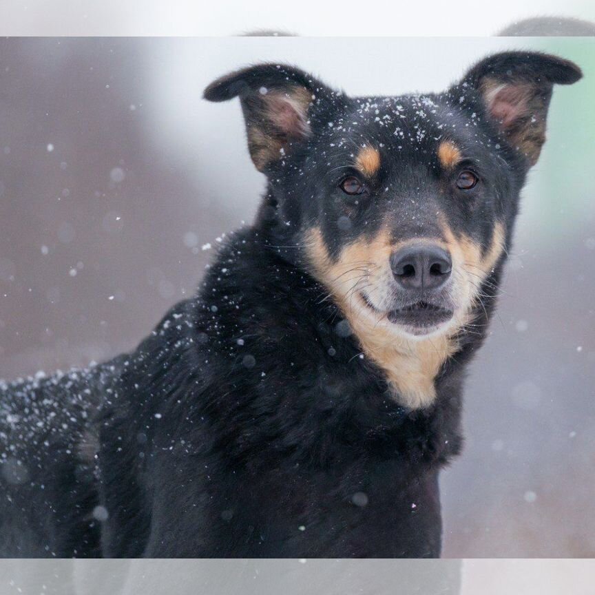 Особенный пёс без лапы из приюта