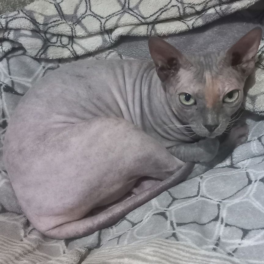 Кошка сфинкс ева