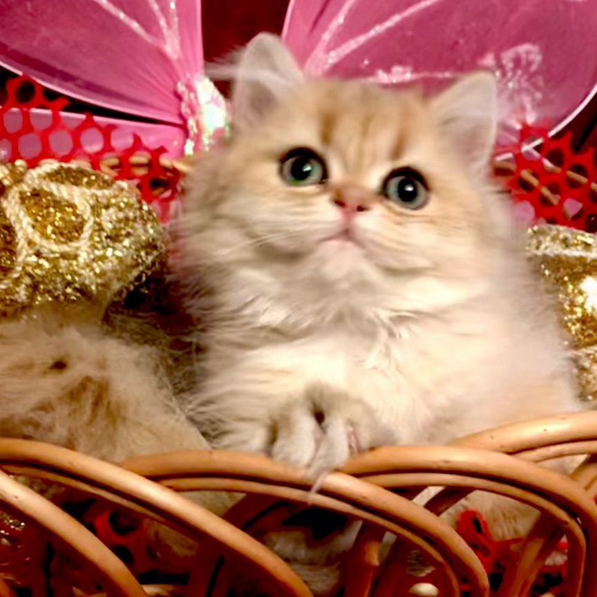 Британский длинношёрстный котёнок