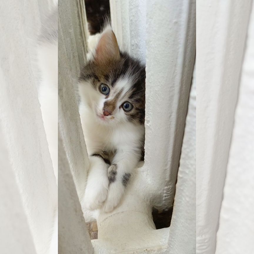Домашние животные котята бесплатно
