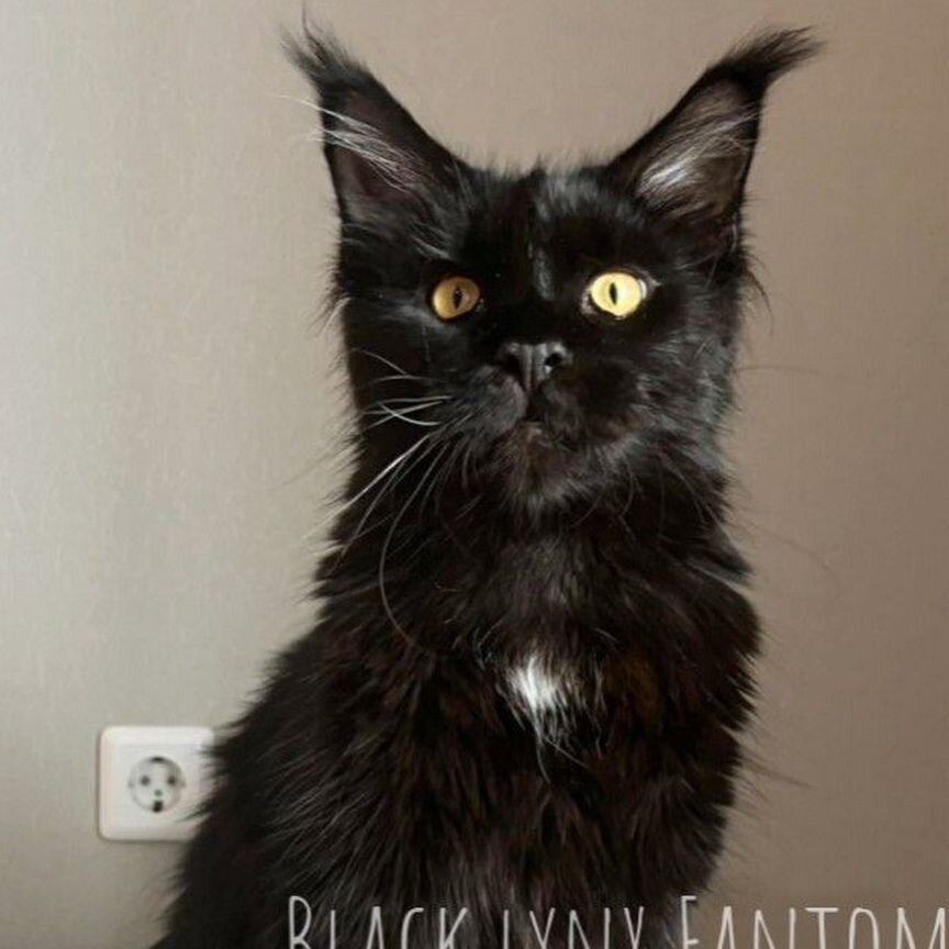 Мейн-кун котёнок