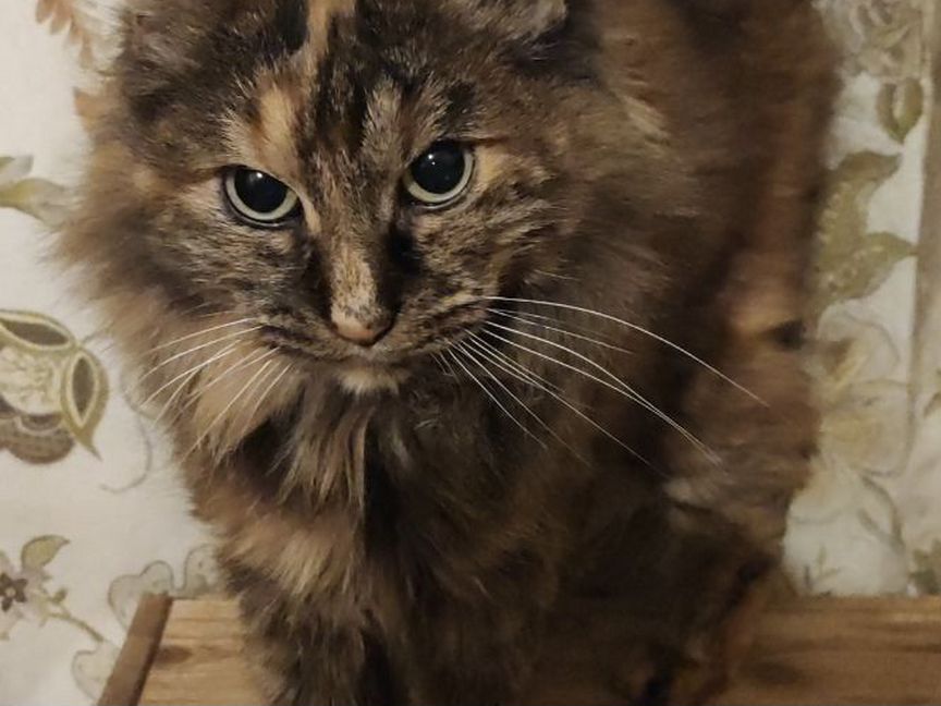 Кошки в добрые руки