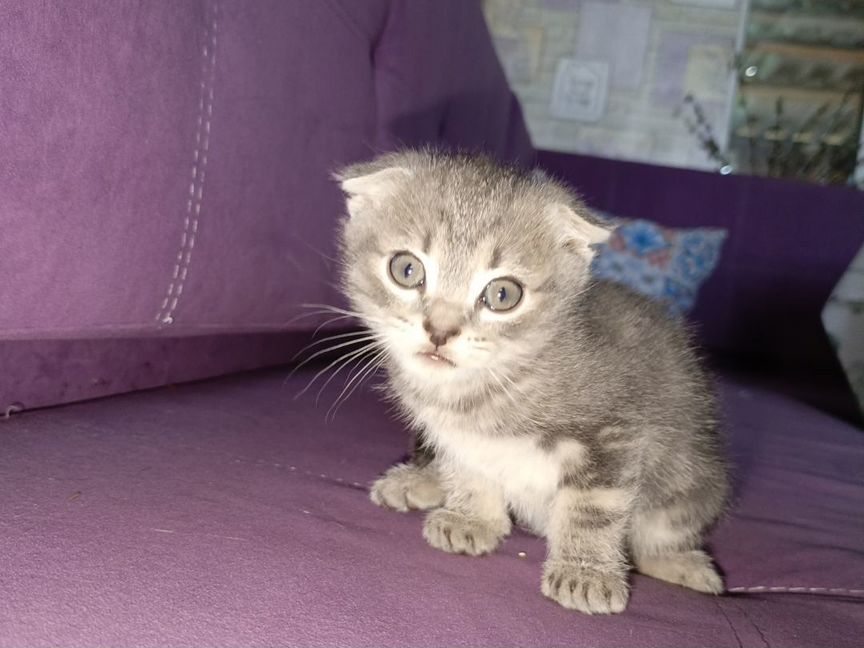 Котенок вислоухий шотландский